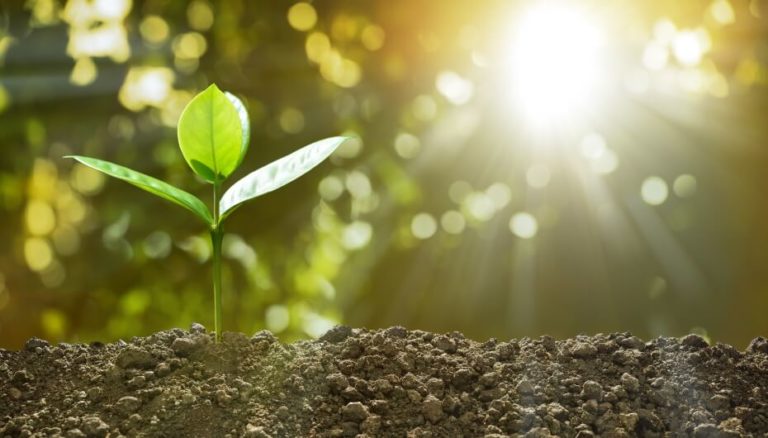 7 Reasons Why the World Needs More Trees | Get Online Reviews ...